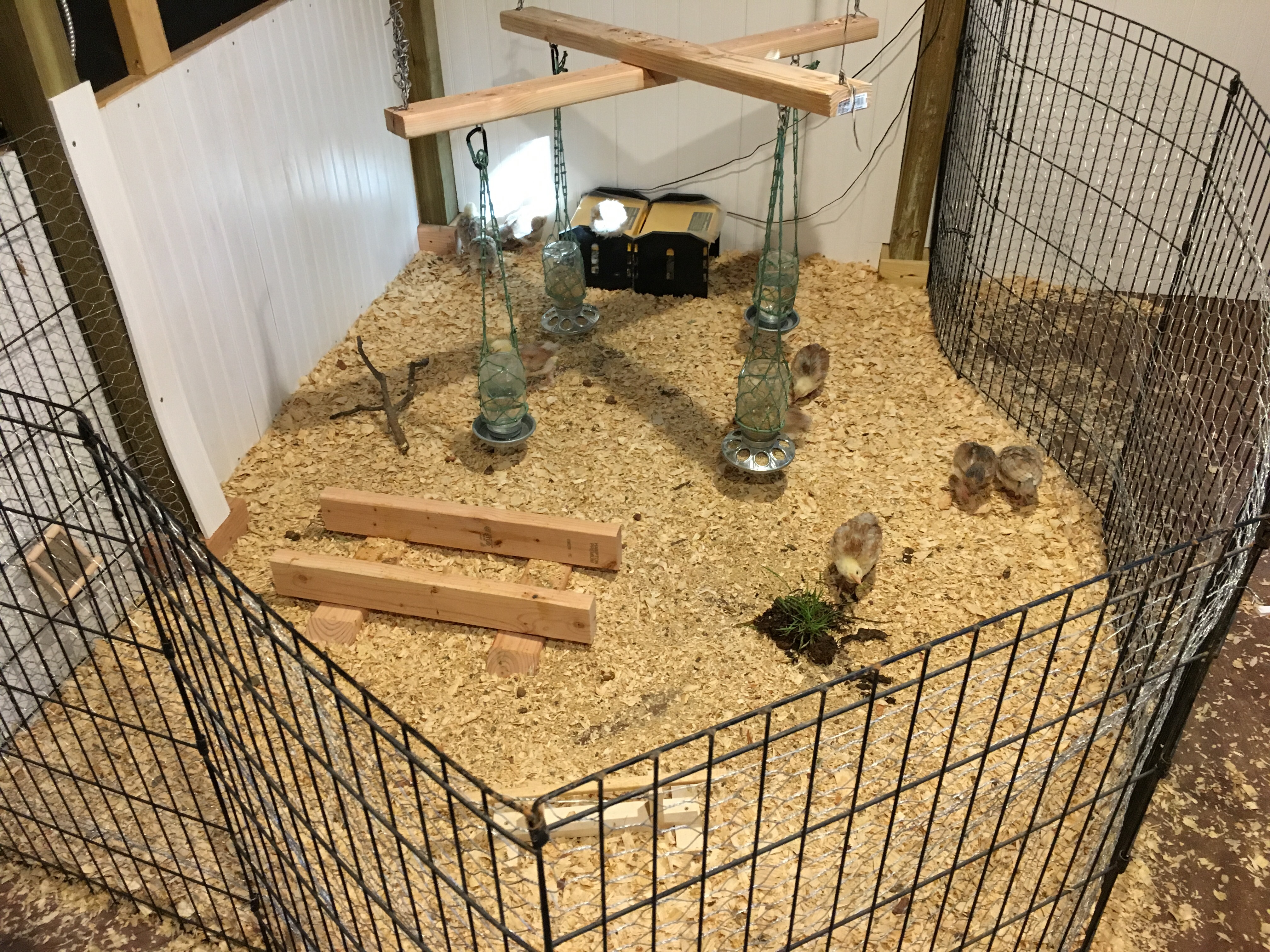 Expanding the area – Critters and Craft