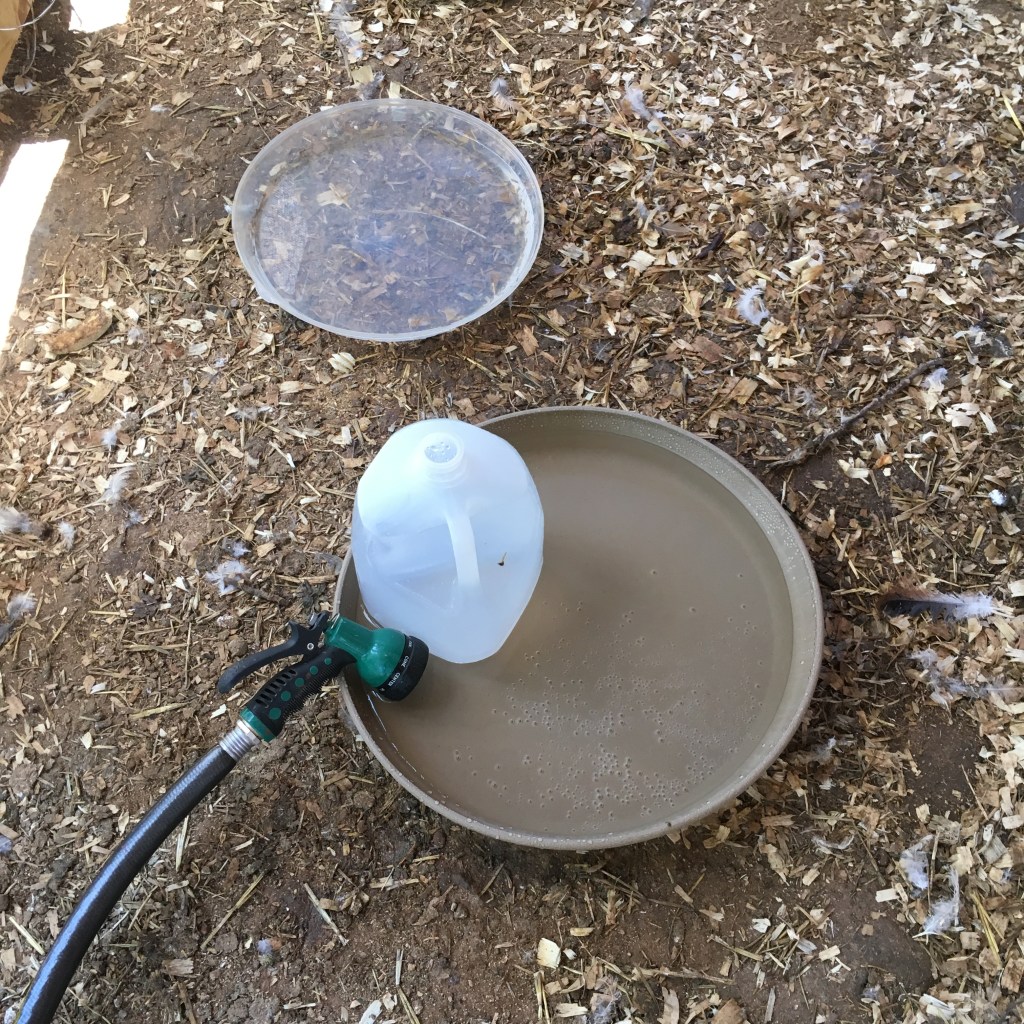 Cooling chicken foot baths – Critters and Craft
