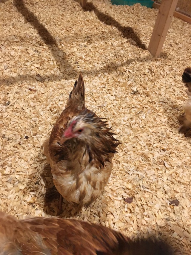 Wet hens – Critters and Craft