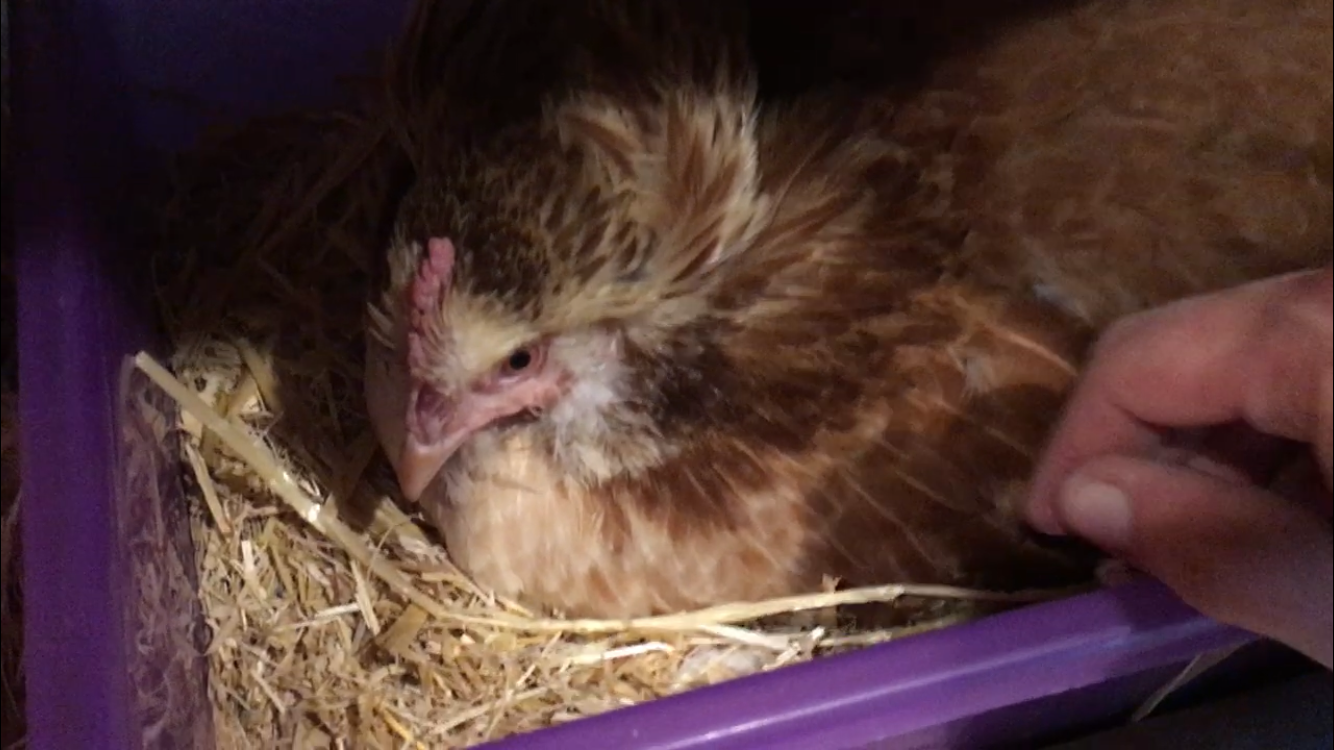 Broody hen(s)? – Critters and Craft