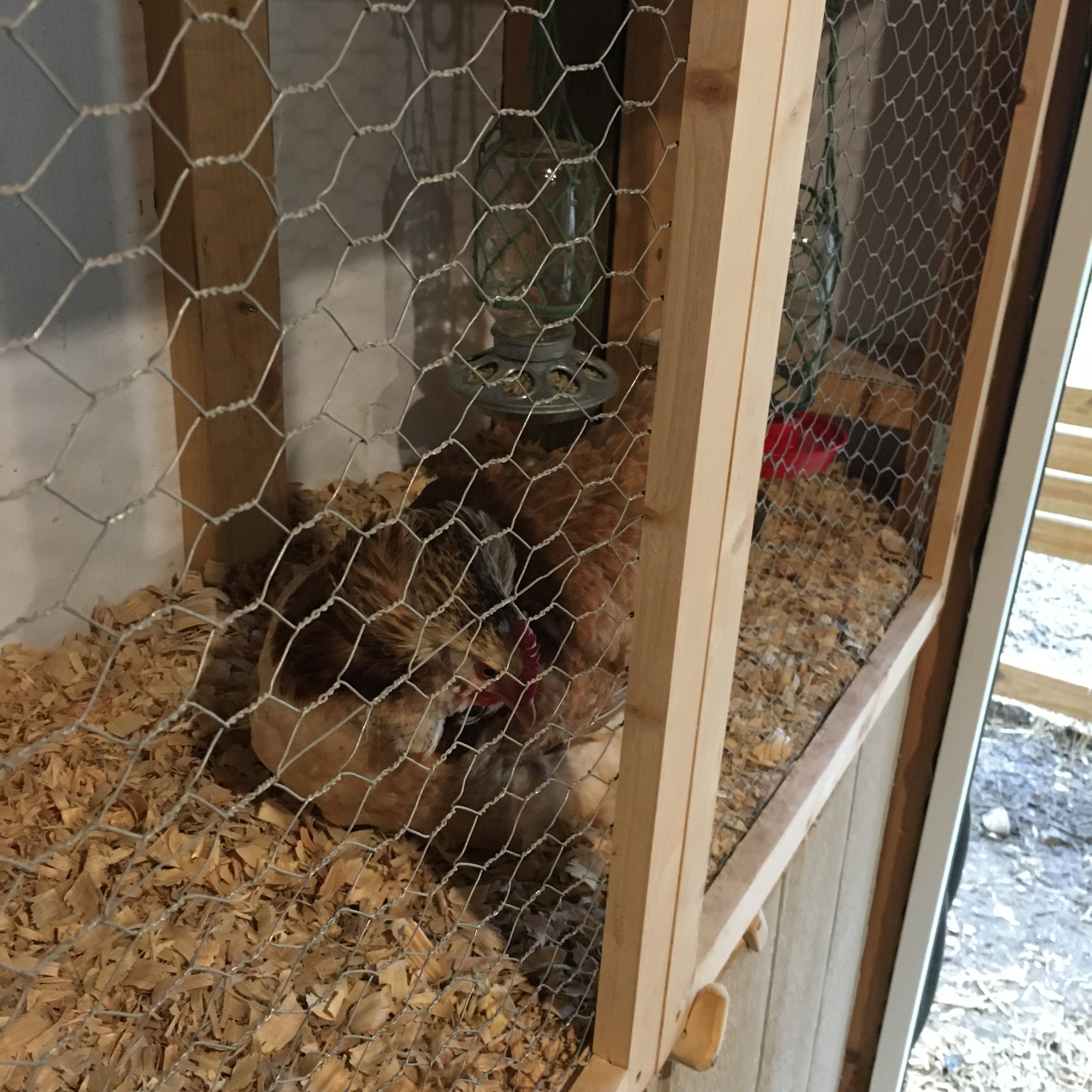 Broody isolation – Critters and Craft