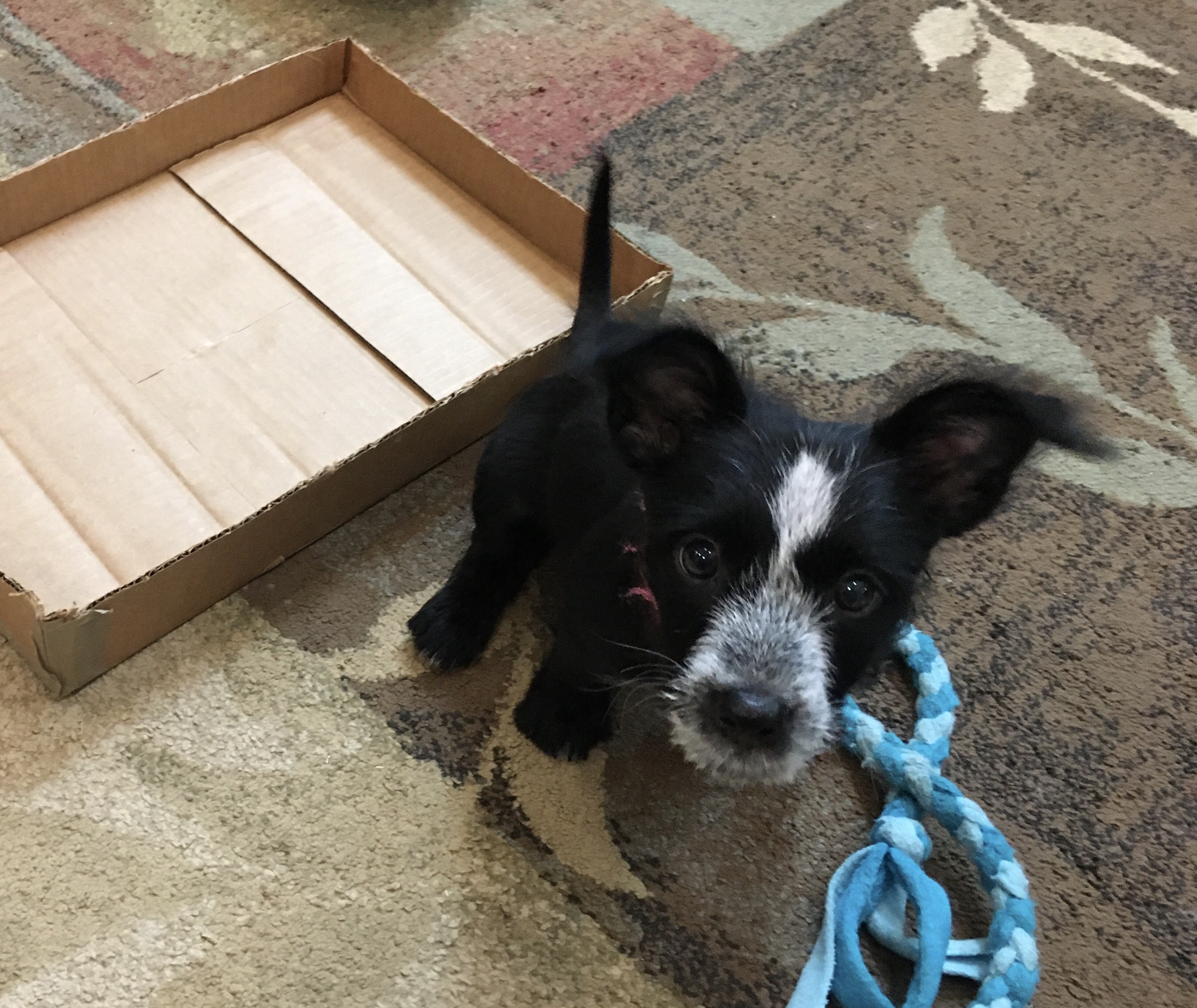 101 things to do with a box – Critters and Craft