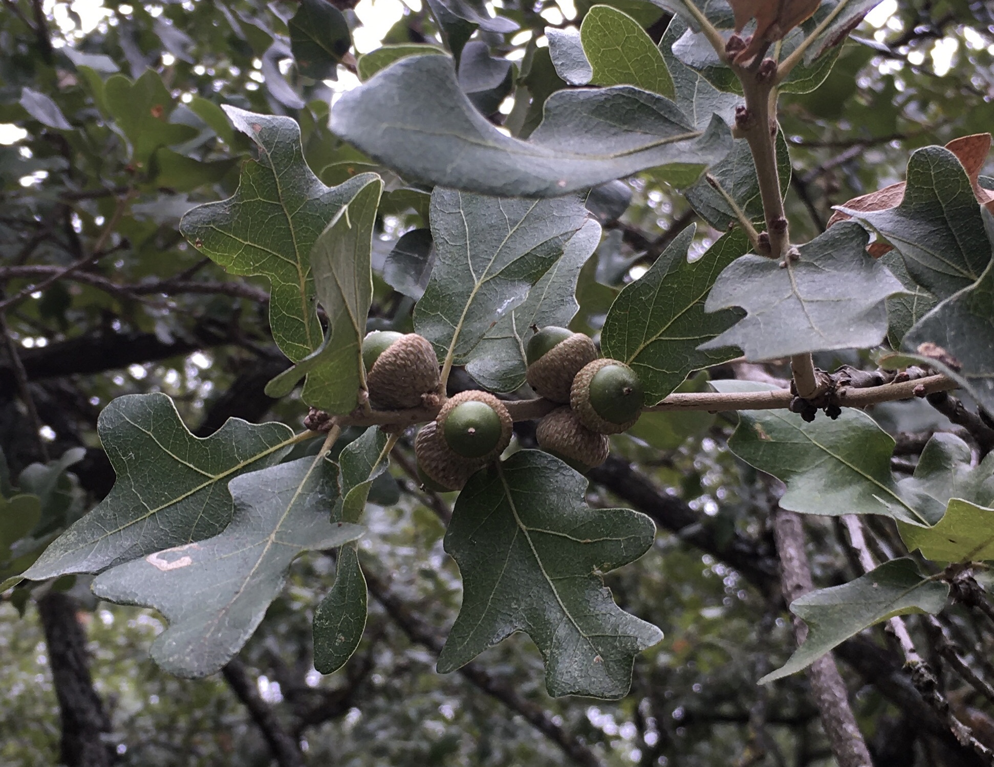 Acorns – Critters and Craft