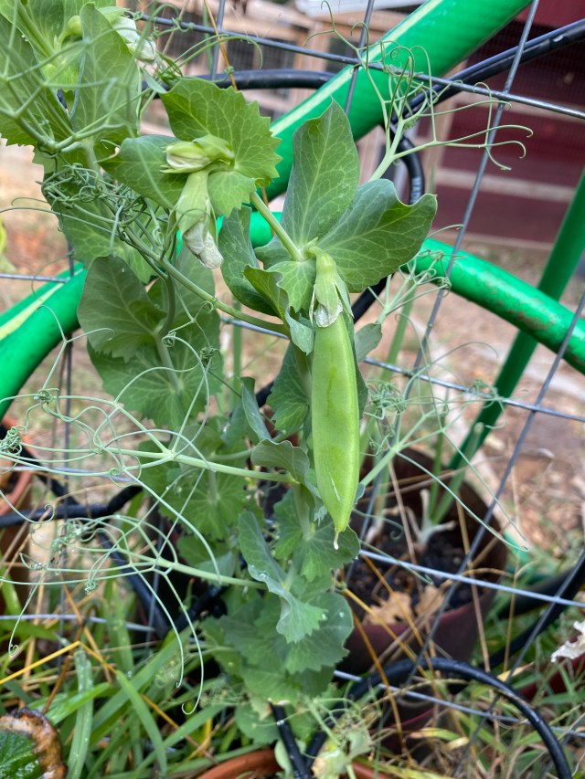 Snap peas – Critters and Craft