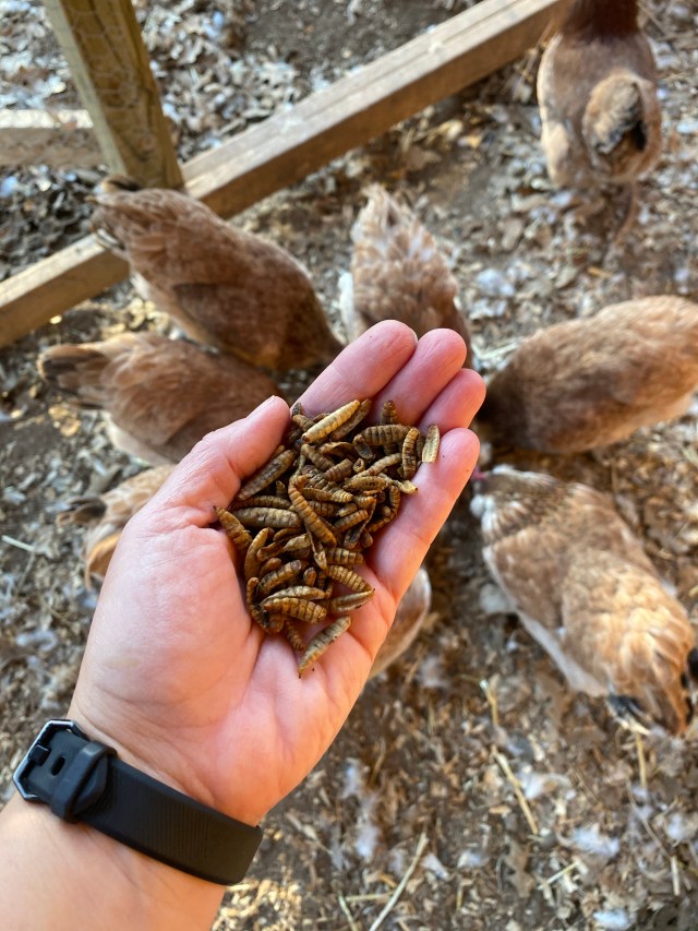 Grubs – Critters and Craft