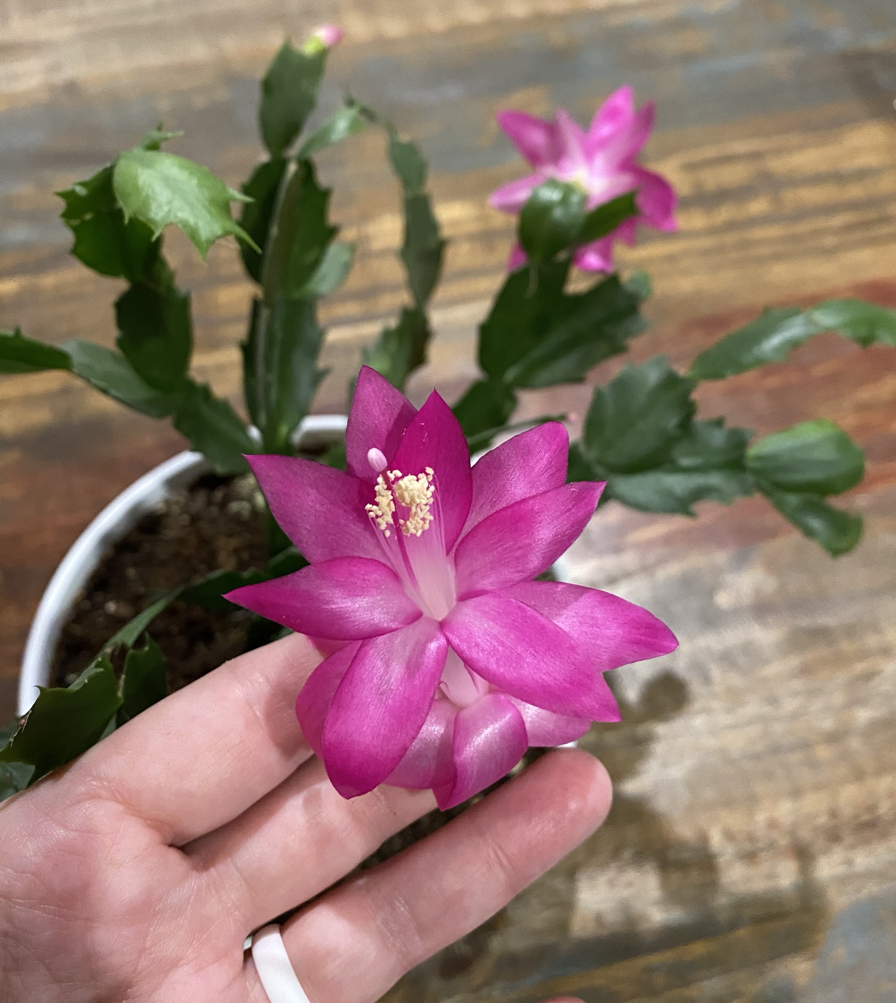 Thanksgiving cactus – Critters and Craft