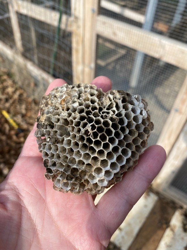 Wasp nest – Critters and Craft