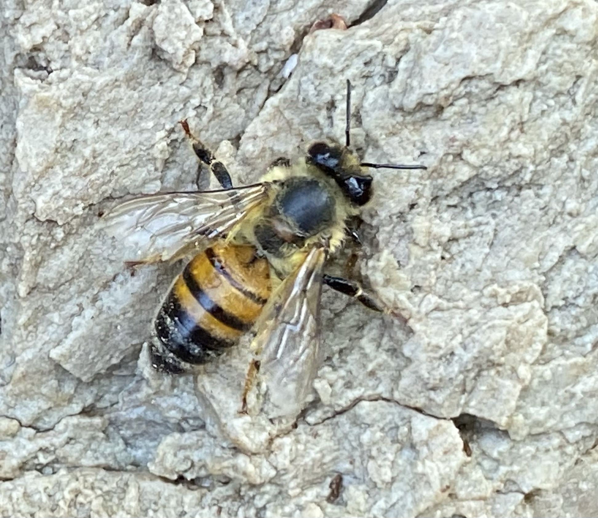 Bee well – Critters and Craft