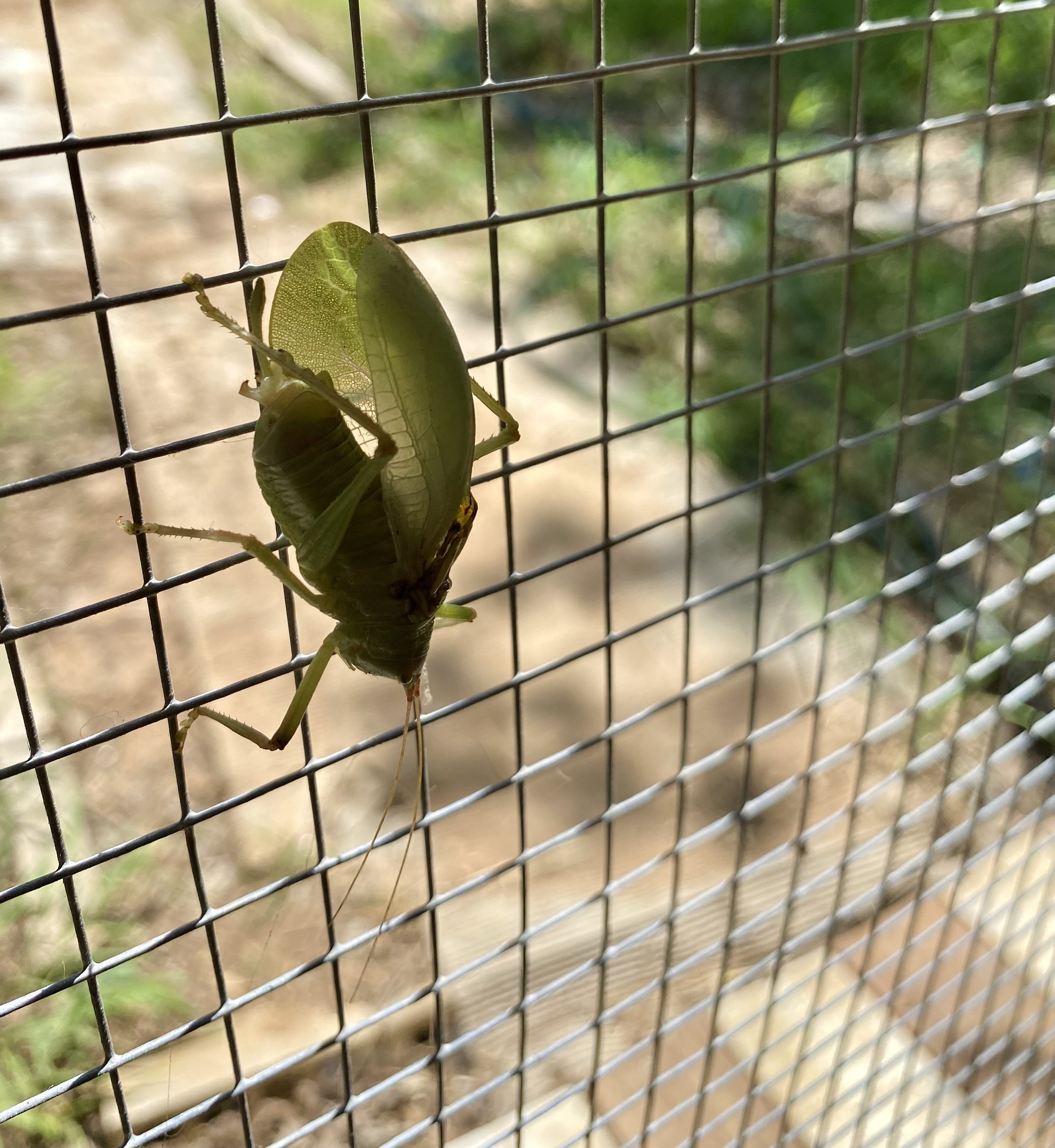 Requiem for a Katydid – Critters and Craft