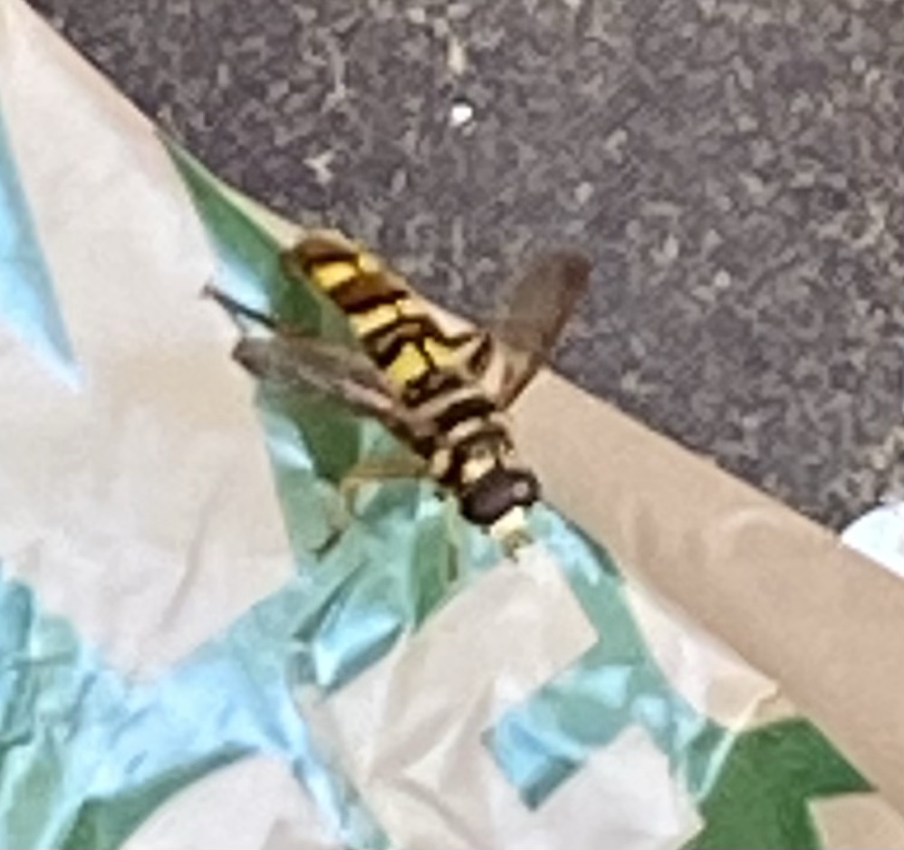 Giant Flower Fly – Critters and Craft