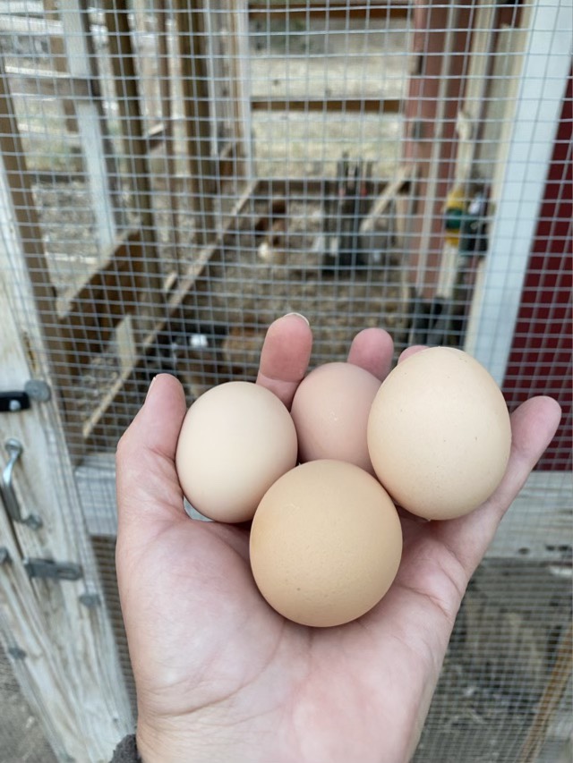 Perfect eggs – Critters and Craft