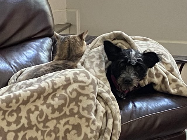 Lumpy blankets – Critters and Craft