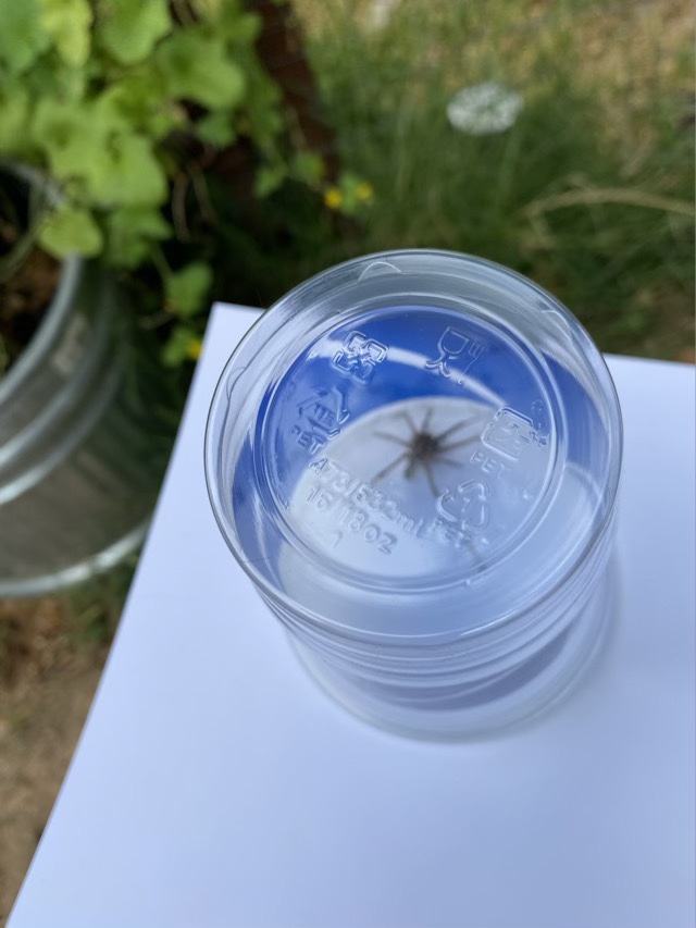 Bug transport – Critters and Craft