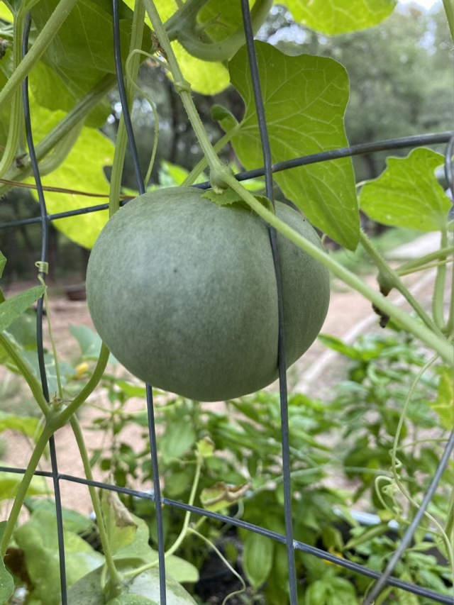 Stuck melon – Critters and Craft
