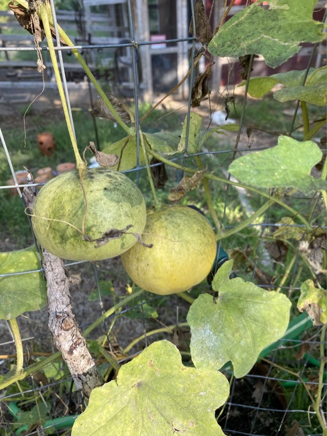 Withering vine – Critters and Craft