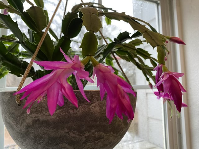Happy Cactus – Critters and Craft