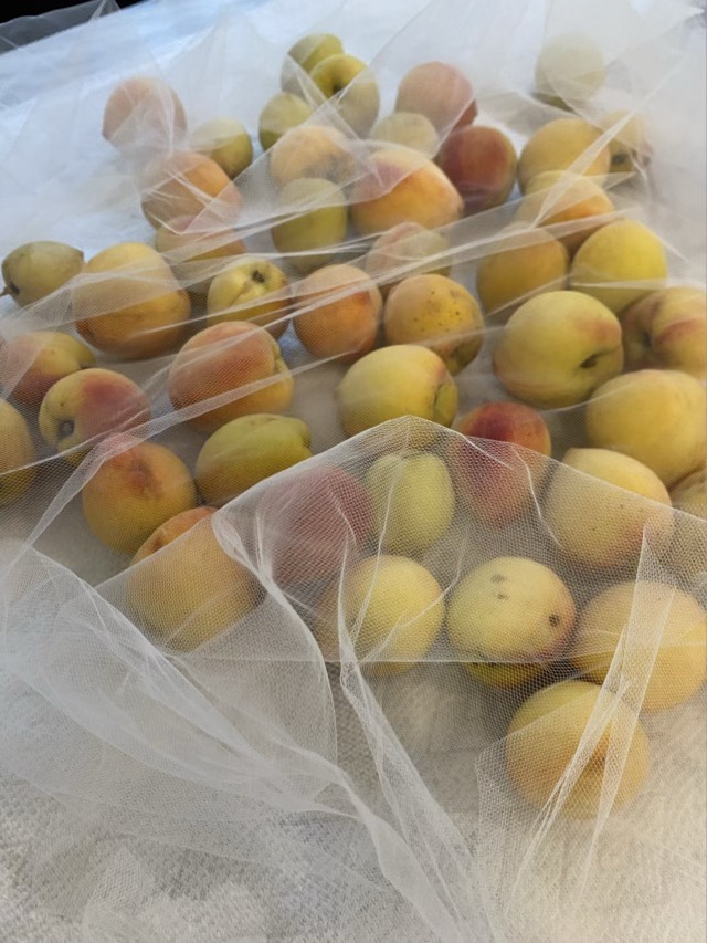 Real peaches – Critters and Craft