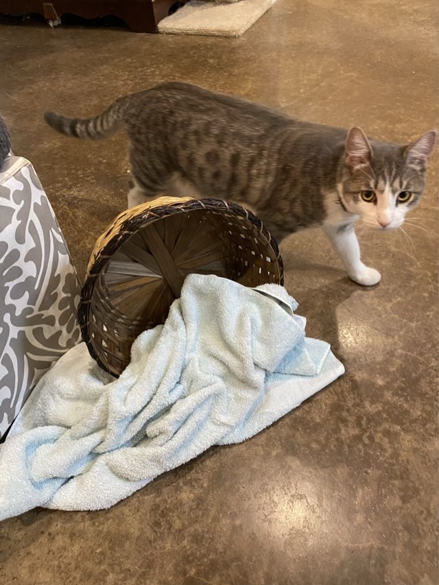 Cat basket – Critters and Craft