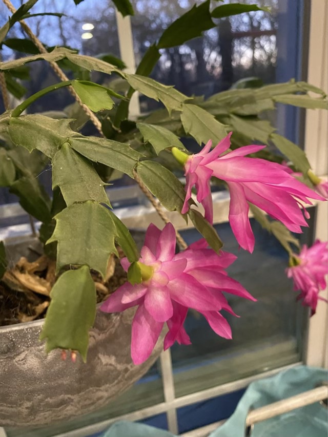 Cactus correction – Critters and Craft