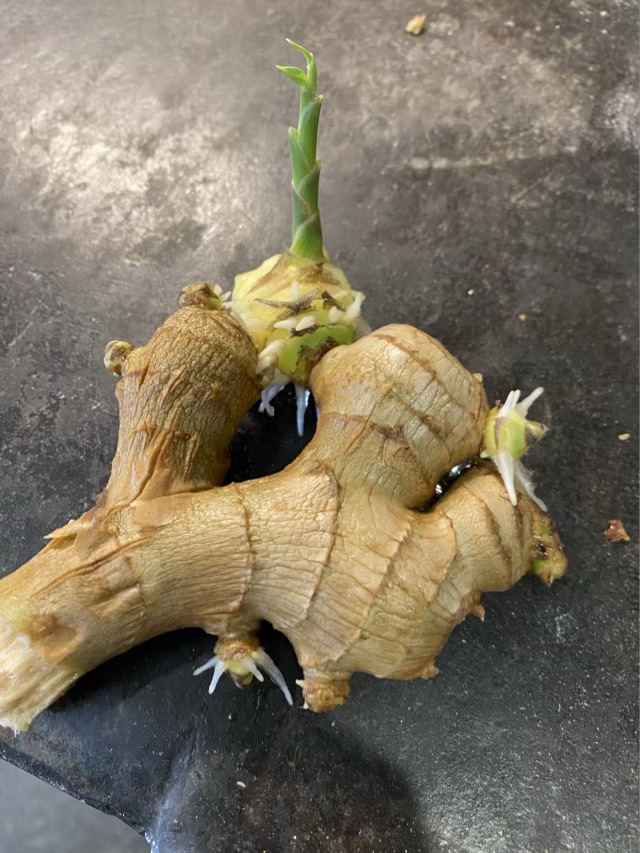 Ginger experiment – Critters and Craft