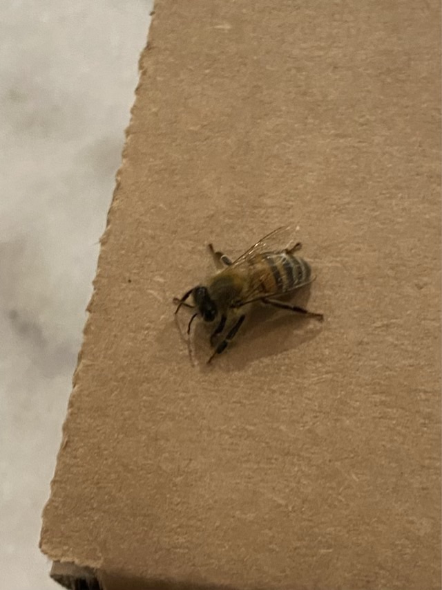 Hello, bee – Critters and Craft