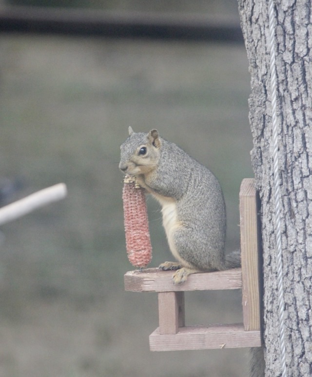 A pointed look – Critters and Craft