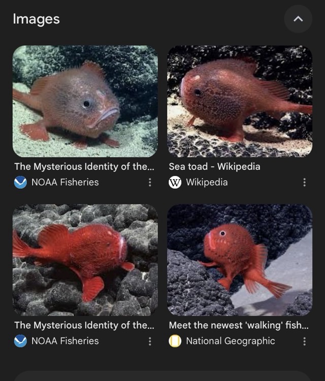 Chaunacops fish – Critters and Craft