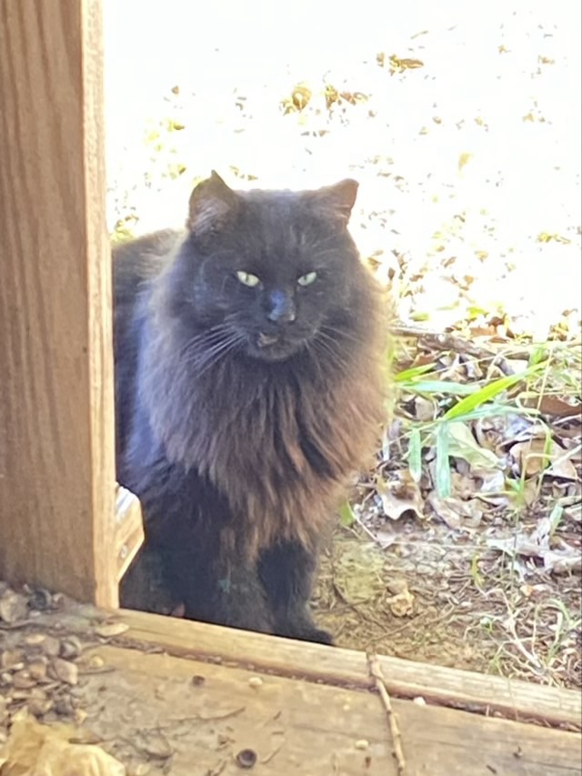 Meadow cat increase – Critters and Craft