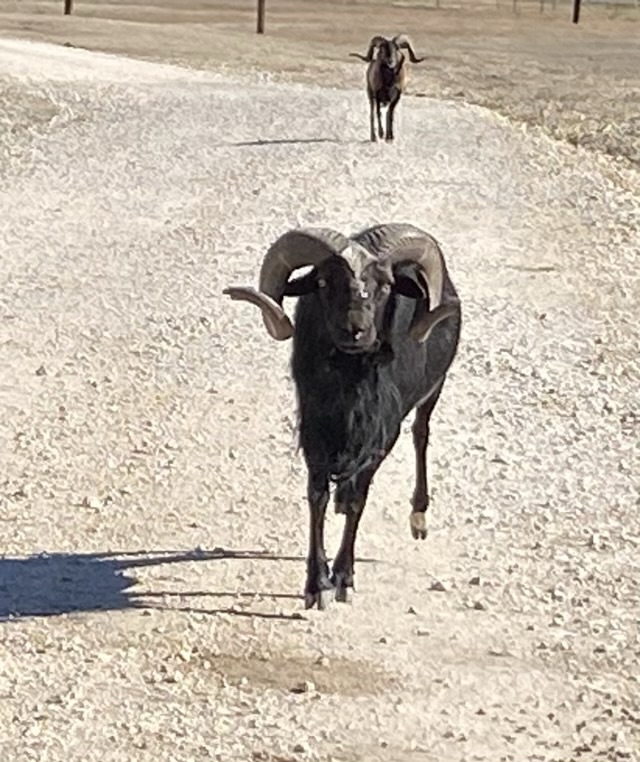 Sheep float – Critters and Craft