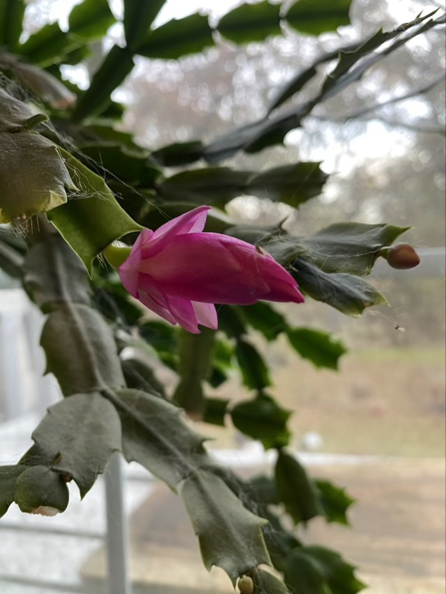 Thanksgiving Cactus – Critters and Craft