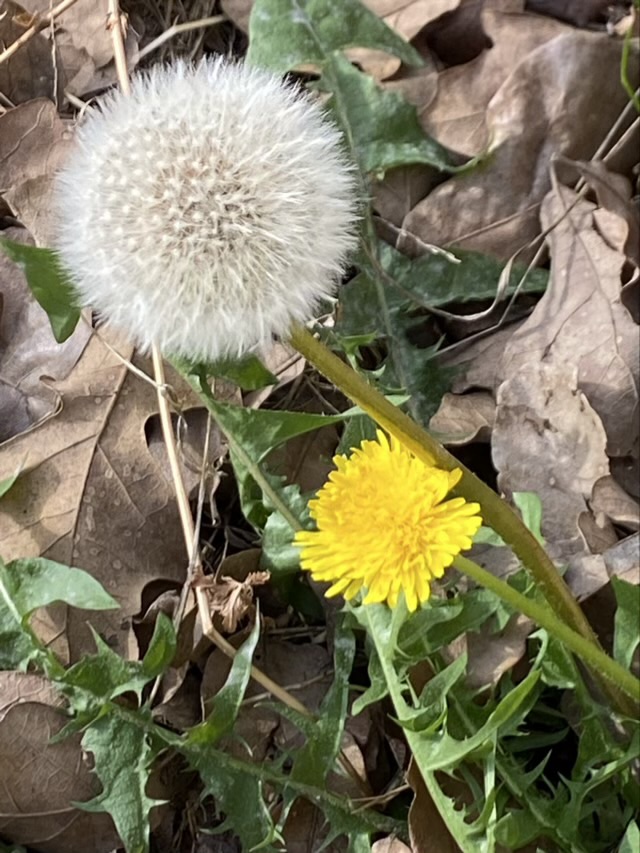 The importance of dandelions – Critters and Craft