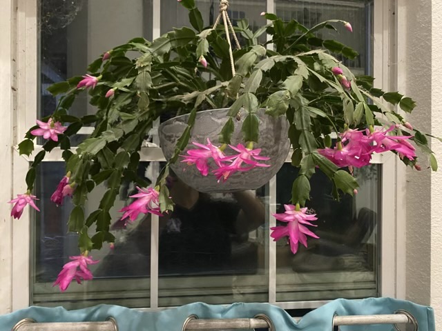 Thanksgiving cactus – Critters and Craft