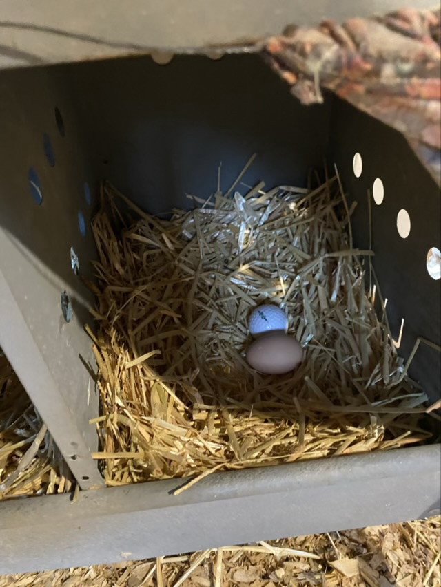 Egg! – Critters and Craft