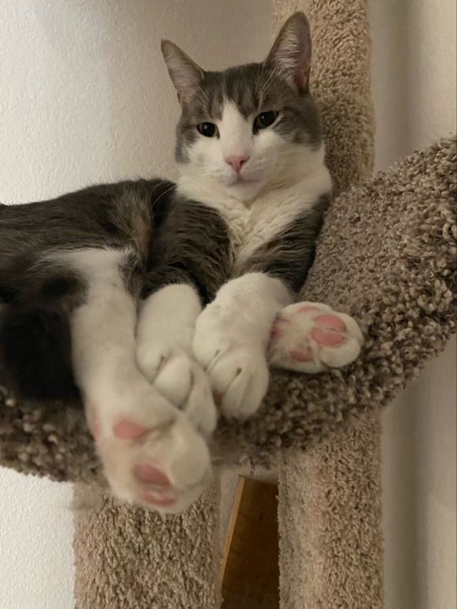 Toe beans – Critters and Craft
