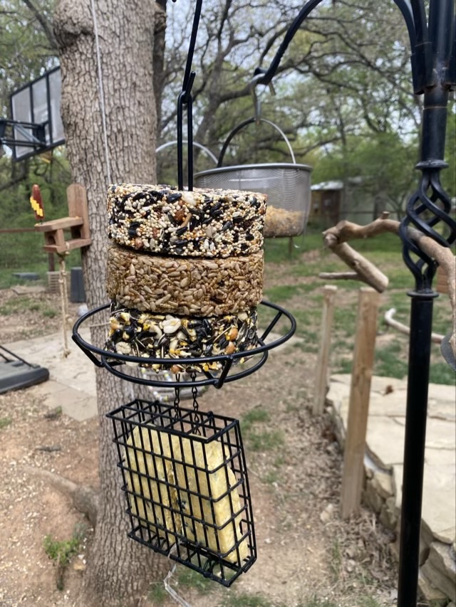 For the birds – Critters and Craft