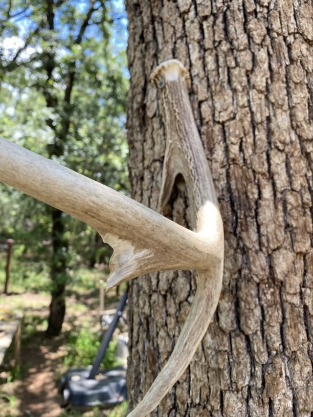 Squirrel chewing – Critters and Craft