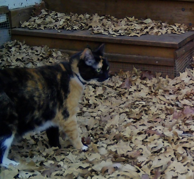 She had an adventure – Critters and Craft