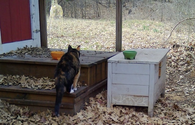 She had an adventure – Critters and Craft